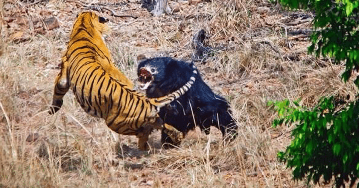 Safari guide records rare fight between Tiger and mother Bear - Jesus Daily