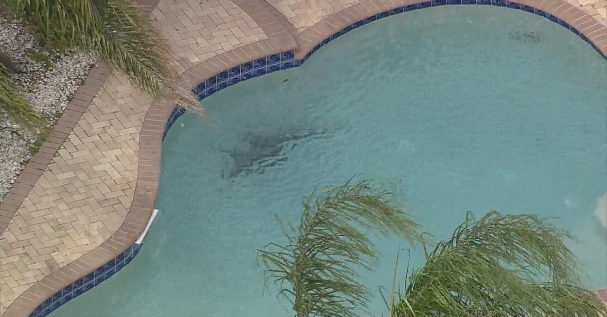 Watch As Giant Gator Takes A Swim In Orlando Swimming Pool - Jesus Daily