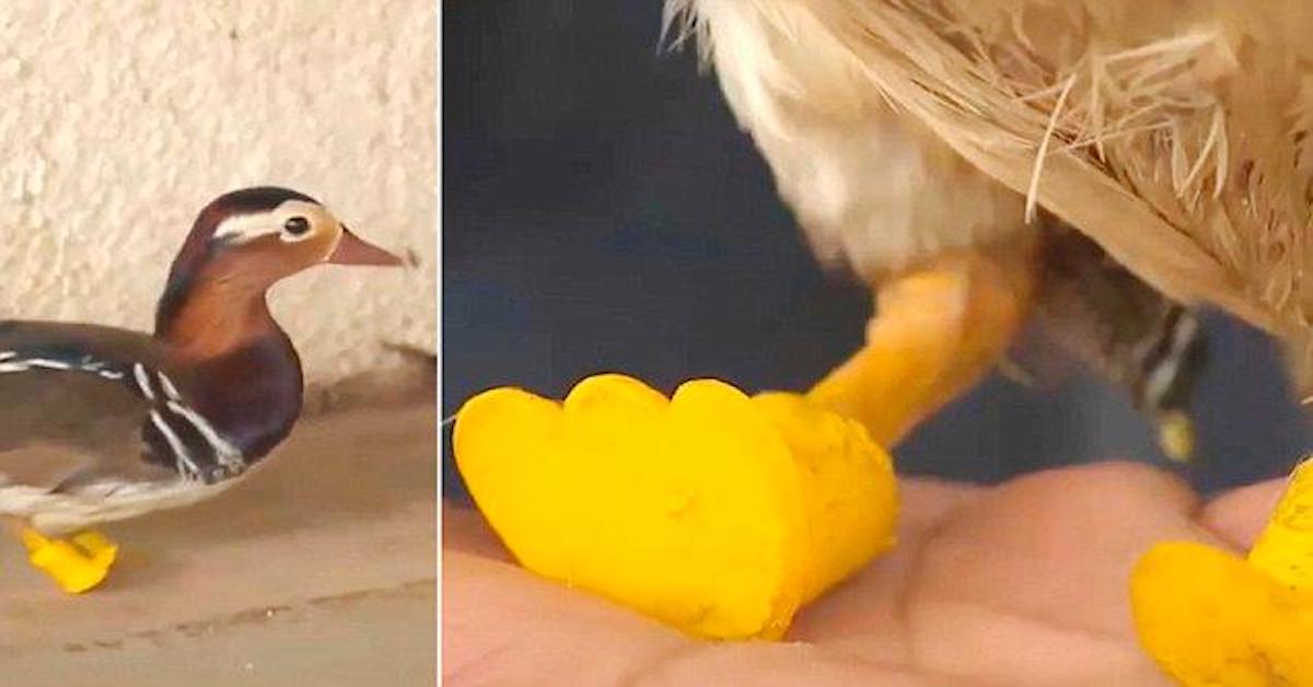 Injured Duck Finally Gets To Waddle Again Thanks To New Prosthetic ...
