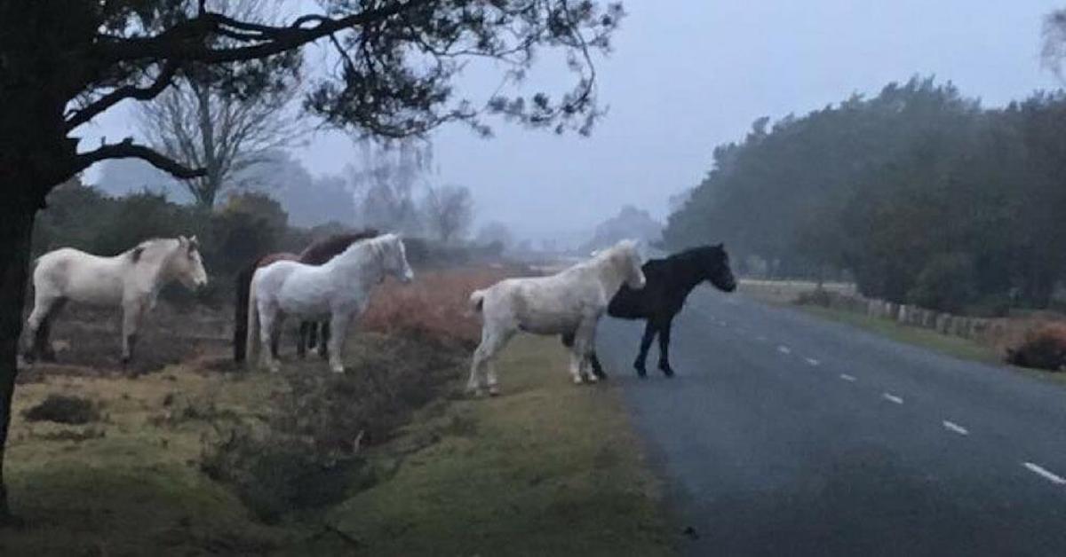 Emotional Photo Shows Herd of ‘Grieving’ Ponies Stand With Horse That ...