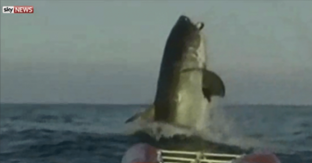 The Bible says Jonah was swallowed by a Huge Fish - Could it have been ...