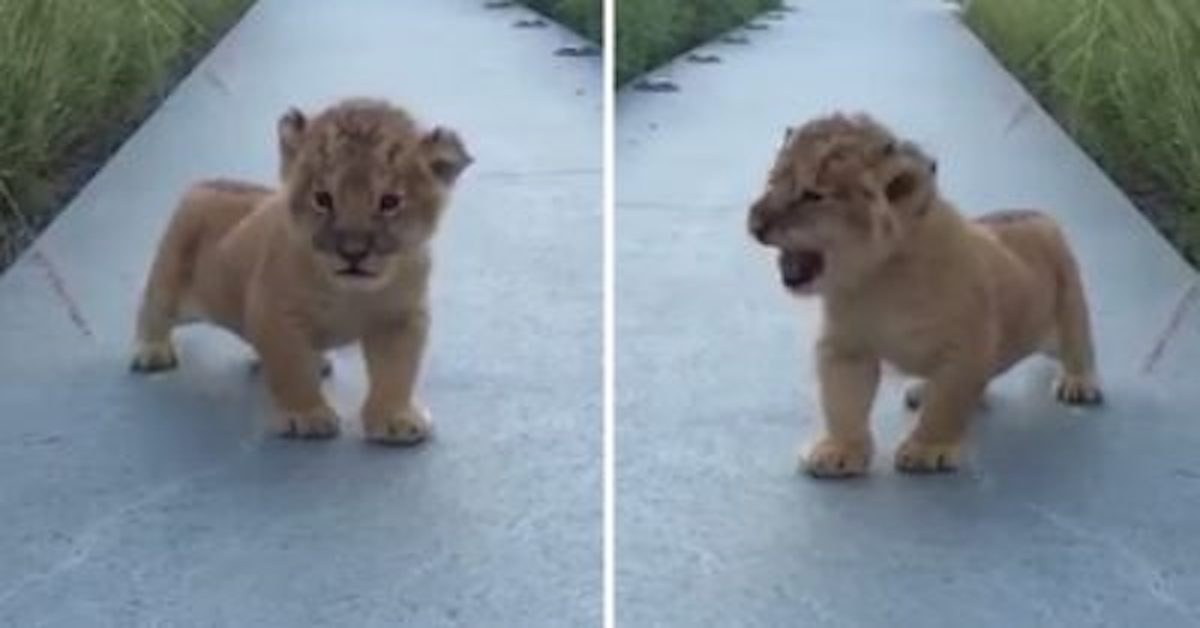 This Tiny Lion Cub Is The Cutest Thing You Will See All Day! - Jesus Daily