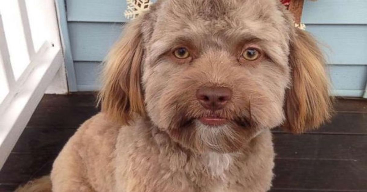 This Dogs Looks Like A Human & He's Making The Internet Go Crazy ...