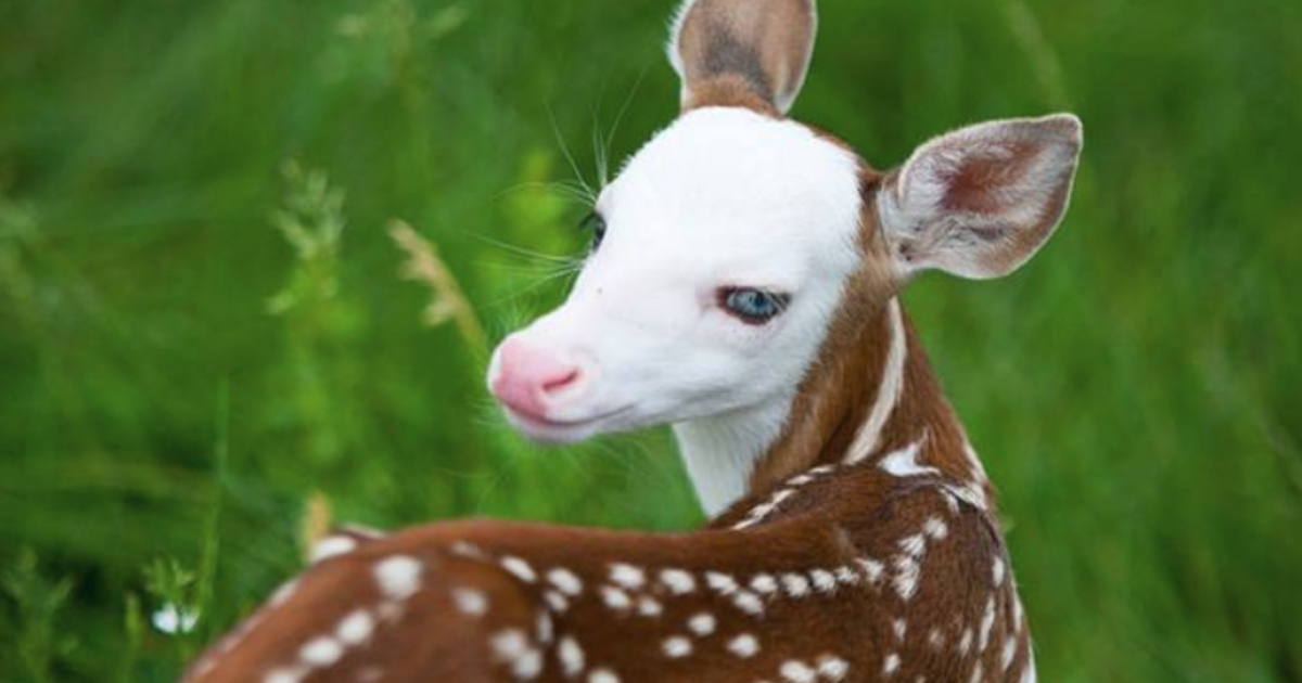 Baby Fawn Named Dragon Rejected After Being Born Piercingly Beautiful ...