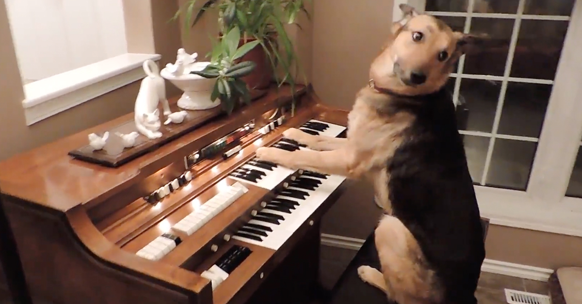 Dog Jumps Up On Piano Stool And Starts To Play, Mom Burts Out Laughing ...