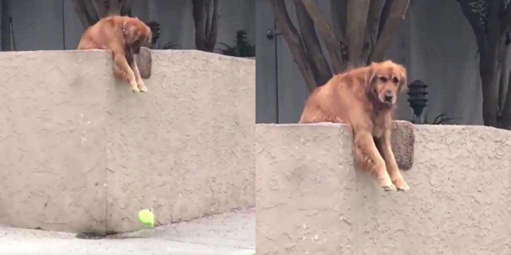 Dog Drops His Ball Over Wall Every Day So Someone Will Have To Play ...