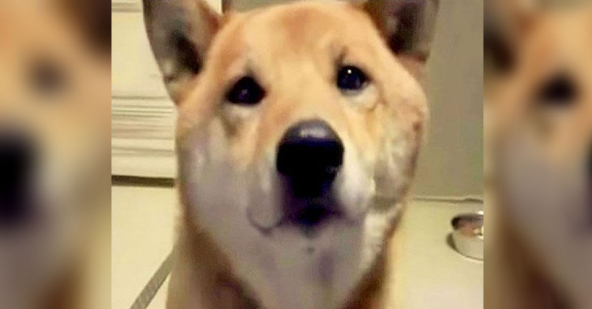 She Begged Her Dog To Bark Softly, Can’t Stop Laughing At Dog’s Reply ...