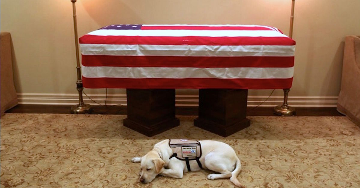 President George H.W. Bush’s service dog Sully lays beside his casket ...
