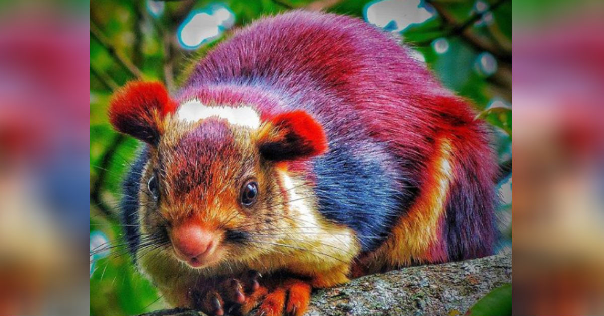 Giant Multi-Colored Squirrels That Are So Beautiful, It's Hard To ...