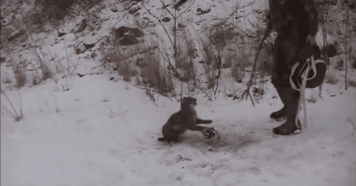 Two Men Rescue Angry Bobcat From Bear Trap - Watch Its Reaction When It ...