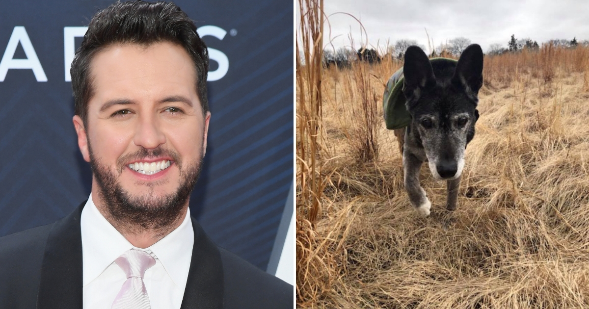 Luke Bryan Sees Senior Dog’s Sad Story Online, So Family Adopts Him at ...