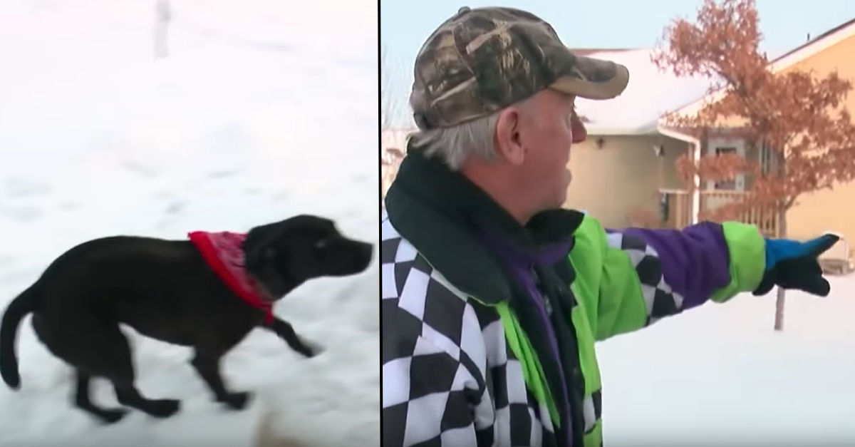 His Dog Acts Strangely During Brutal Polar Vortex Before Finding Woman ...