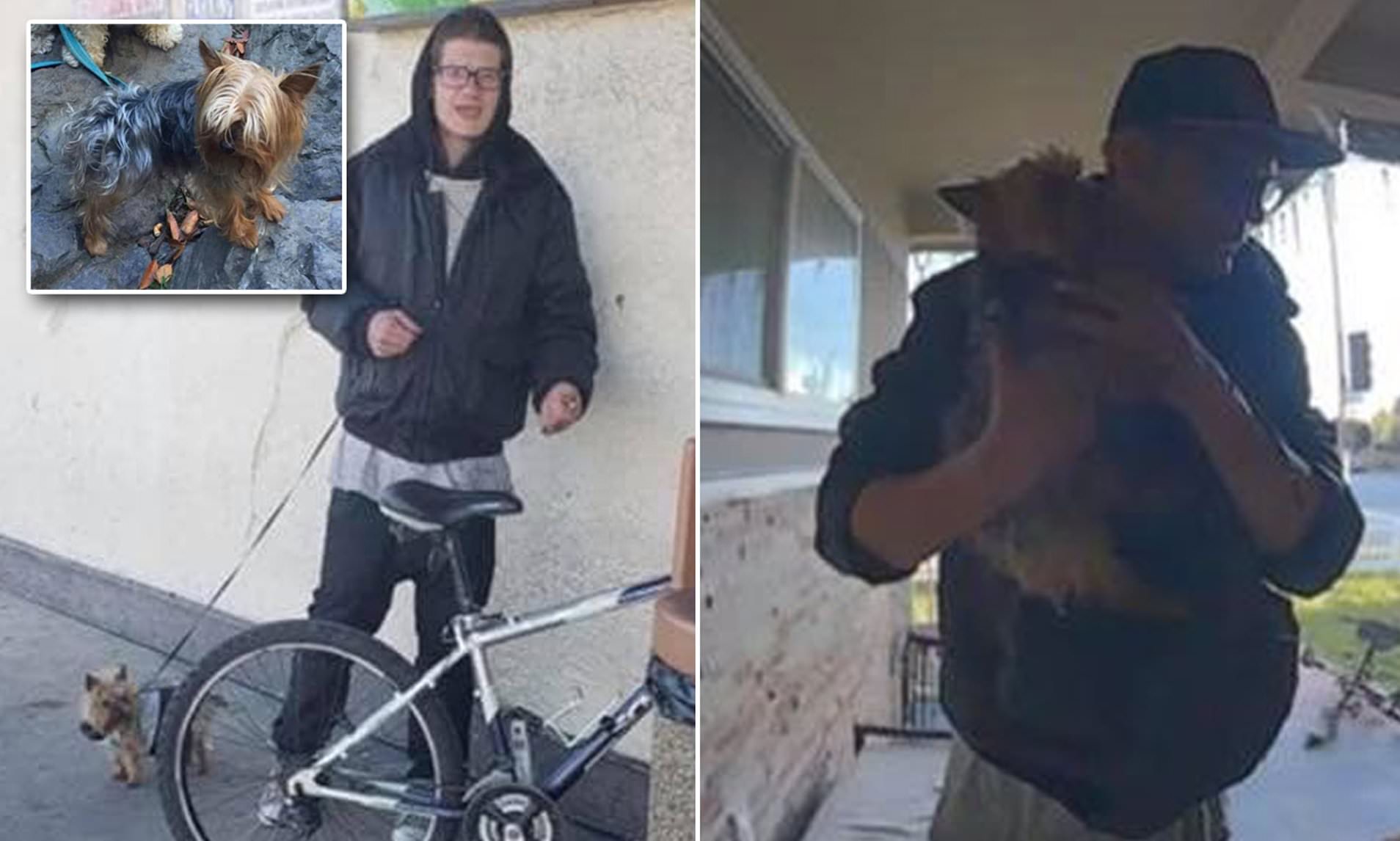 Chilling footage shows brazen dognapper snatching a Yorkshire Terrier ...
