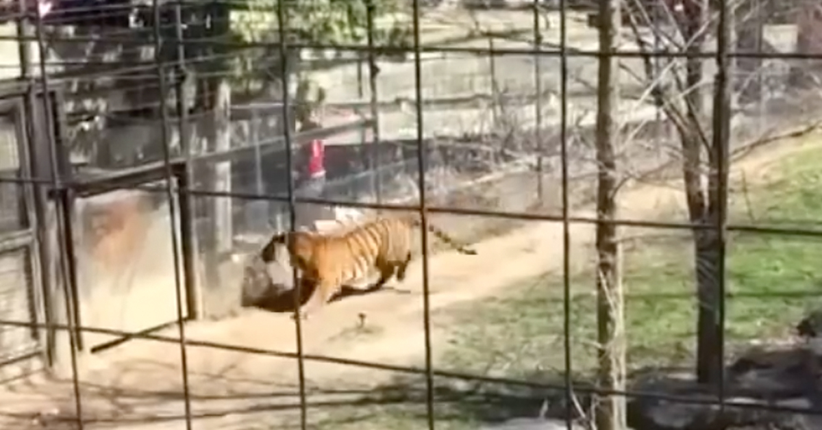 Woman Jumps Into A Tiger's Pen For A Crazy Reason - Jesus Daily