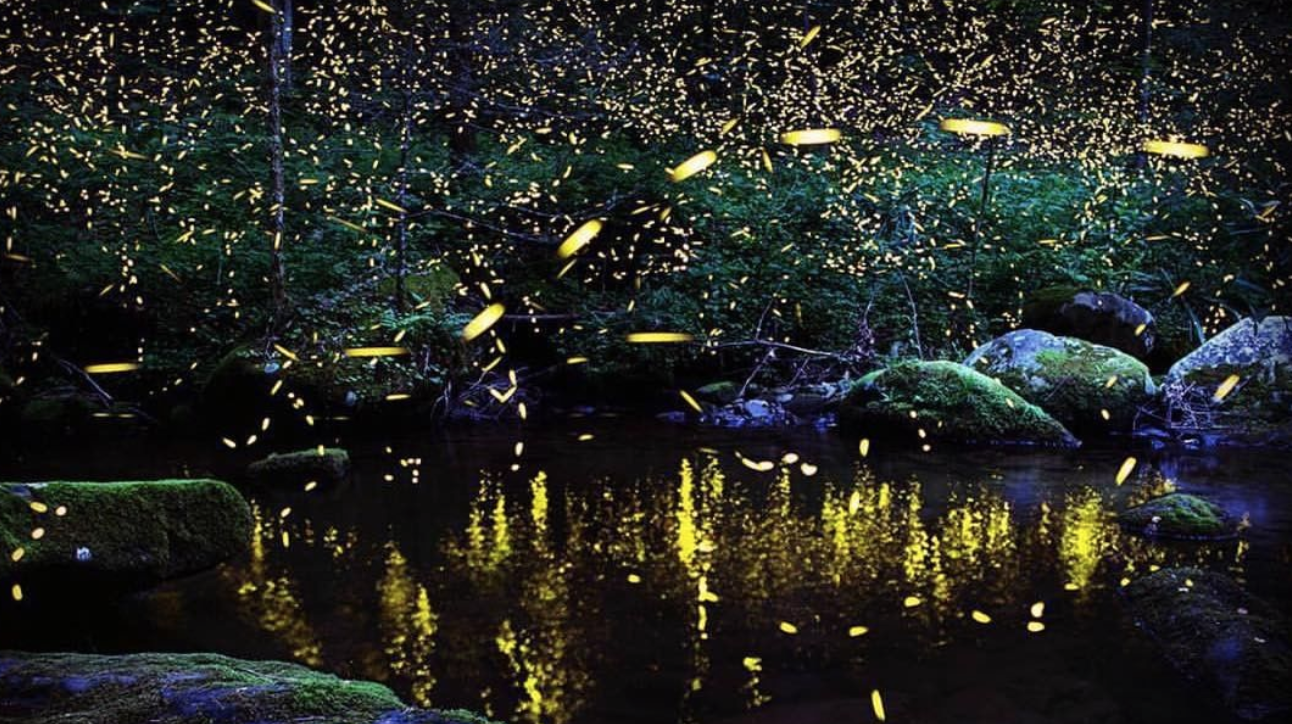 Dancing Swarms Of Fireflies Will Soon Light Up The Great Smoky ...