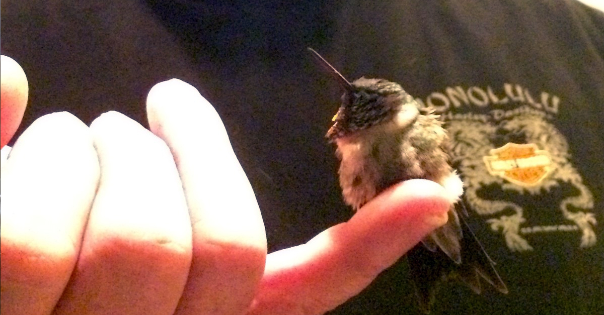 Man Rescues Hummingbird Who Returns To Thank Him Every Year - Jesus Daily