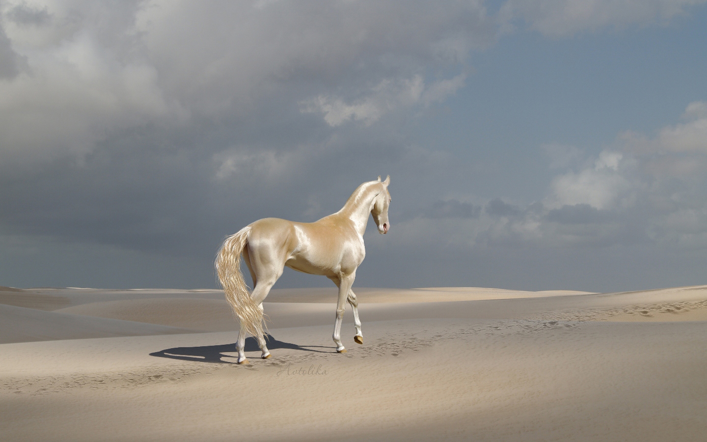 Meet The Rare Horse People Are Calling ‘The Most Beautiful Horse In The ...