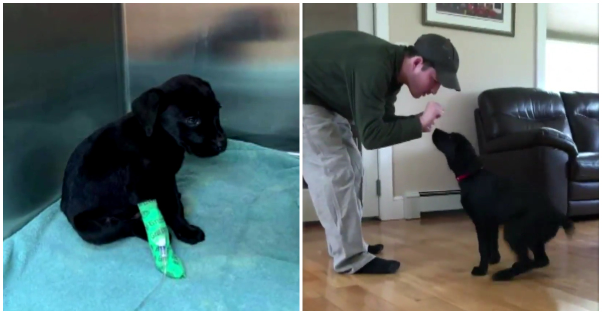 Deaf Man Teaches Sign Language Commands To His New Best Friend, A Deaf ...