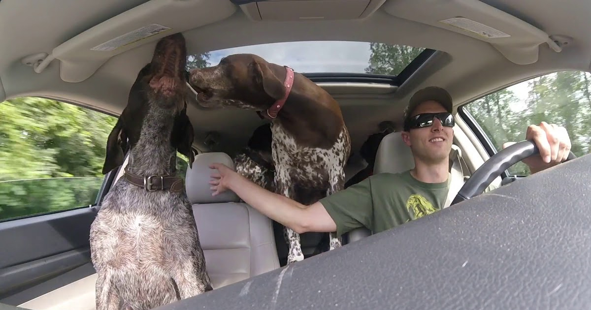4 Dogs Start Flipping Out When They Realize They Are On Their Way To ...