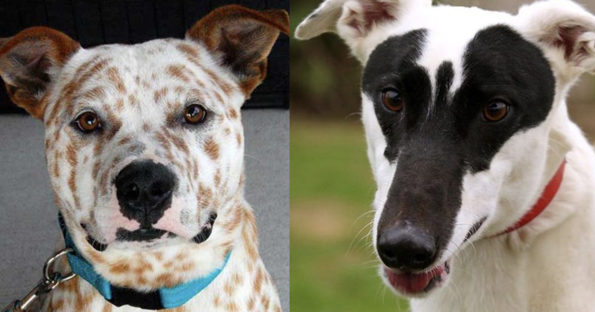 8 Dogs With The Craziest Fur Markings You’ve Ever Seen - Jesus Daily