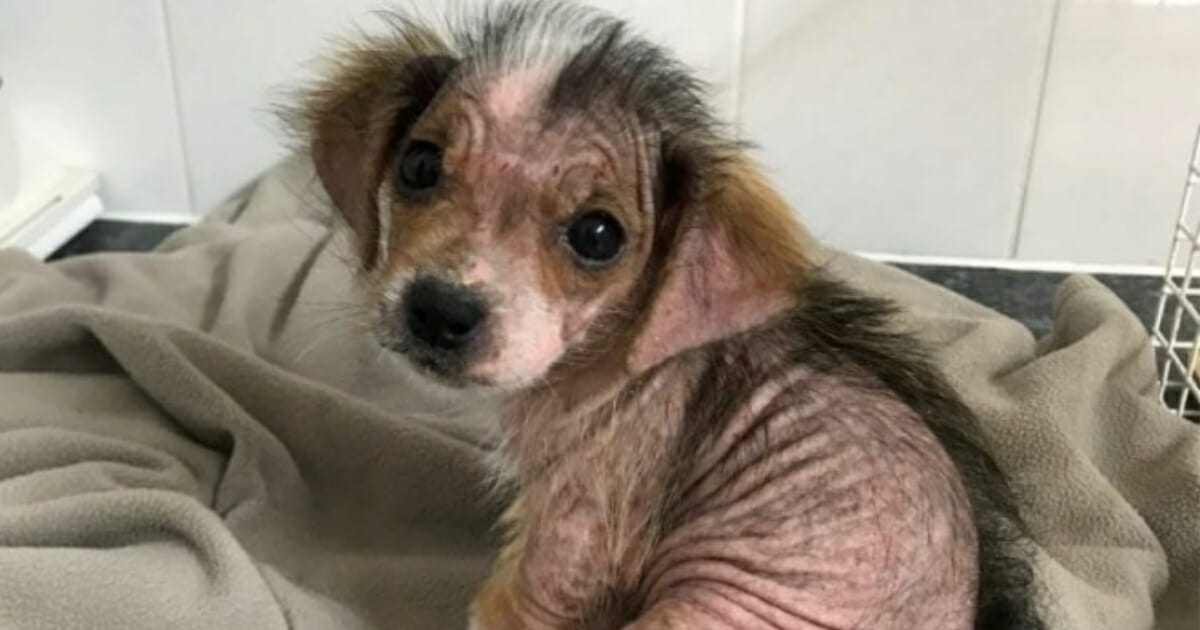 Woman Rescues Puppy Half-Bald from Mange After Dog's 'Beautiful Eyes ... Woman Rescues Puppy Half-Bald from Mange After Dog's 'Beautiful Eyes ...
